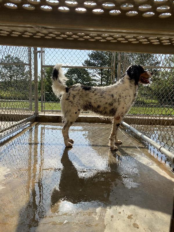 English Setter for sale
