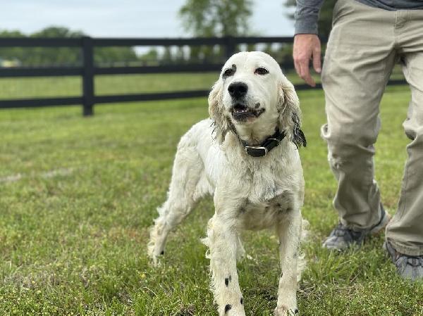 FEMALE ENGLISH SETTER