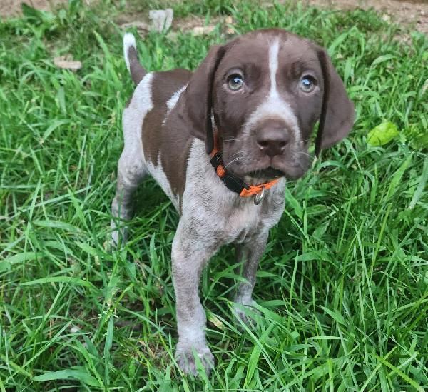 GERMAN SHORT HAIRED POINTERS