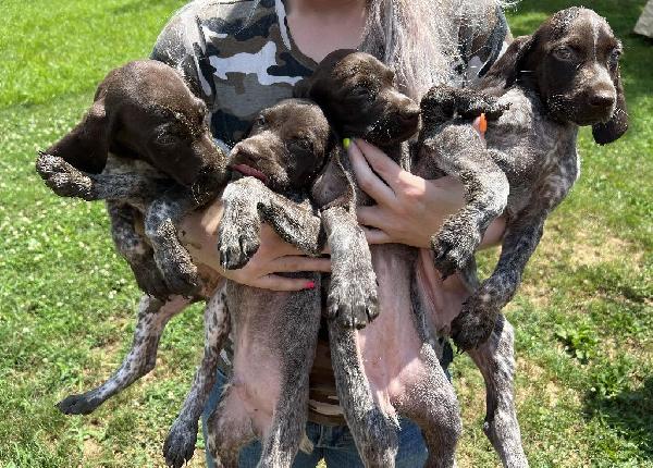 AKC CHAMPION BLOODLINE GSP PUPPIES FOR SALE