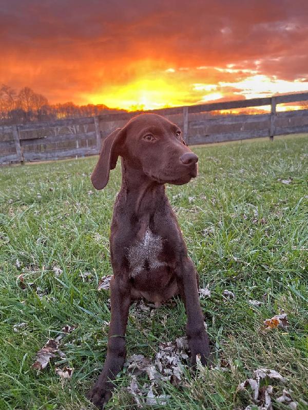16 WEEK OLD GERMAN SHORTHAIR