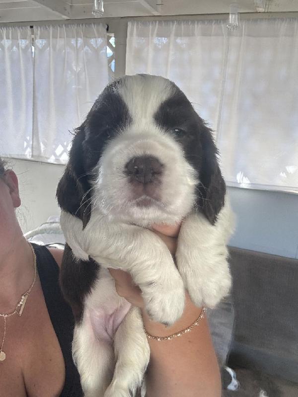 PURE BRED ENGLISH SPRINGER SPANIEL