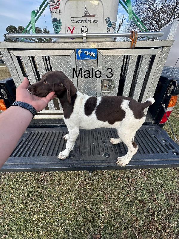 GSP PUPPY