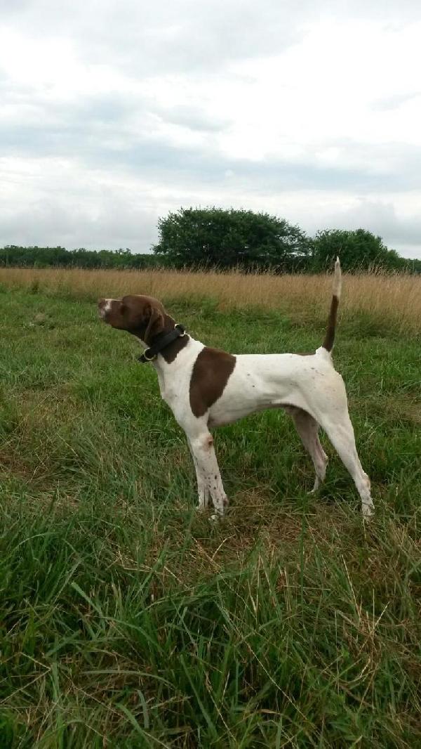 English Pointer