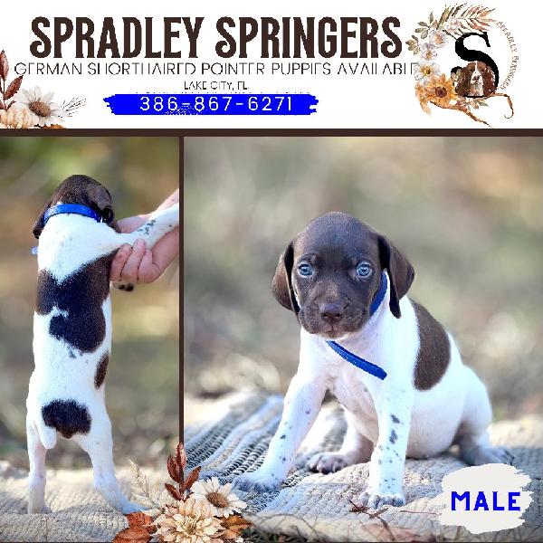 GSP - BLUE (MALE)