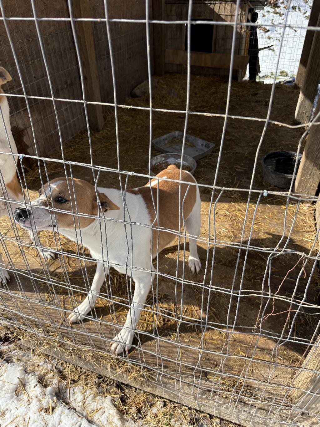 REGISTERED SHORT HAIR FEIST MALE DOG