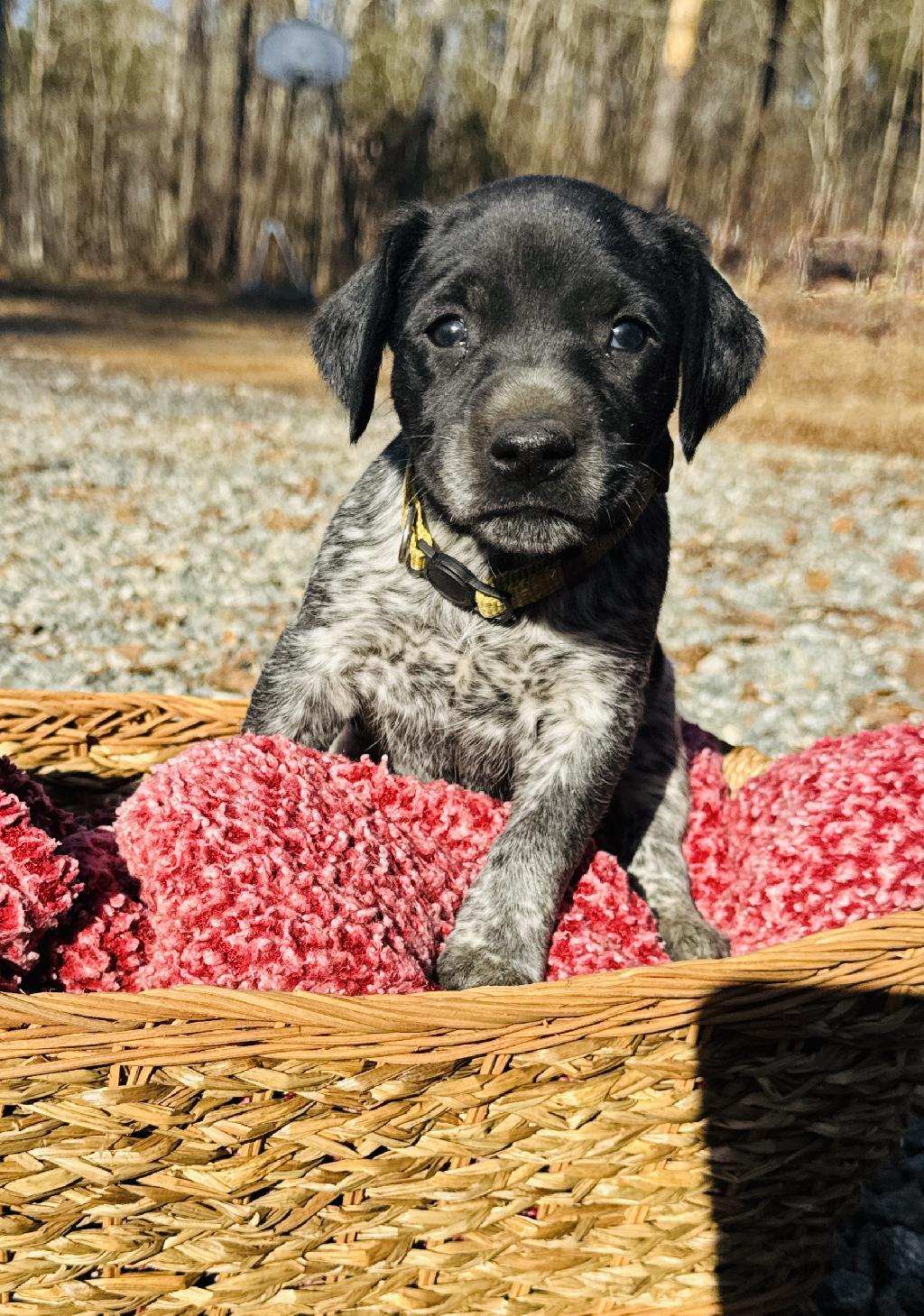 AKC GSP PUPPY FOR SALE