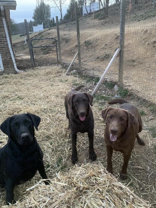Labrador Retriever