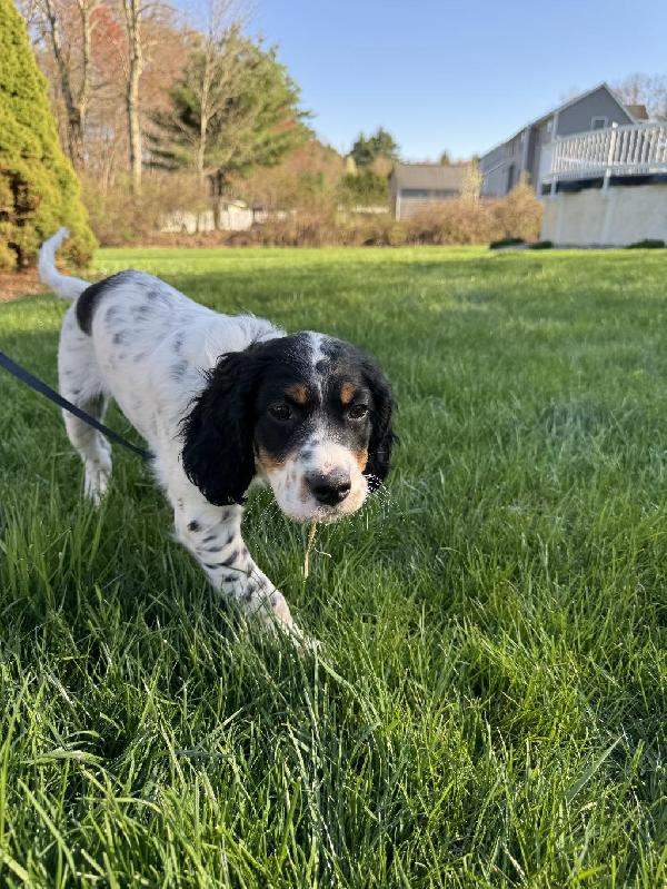 11 WEEK OLD ENGLISH SETTER PUPPY