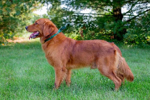 AKC DARK RED GOLDEN RETRIEVER PUPPIES