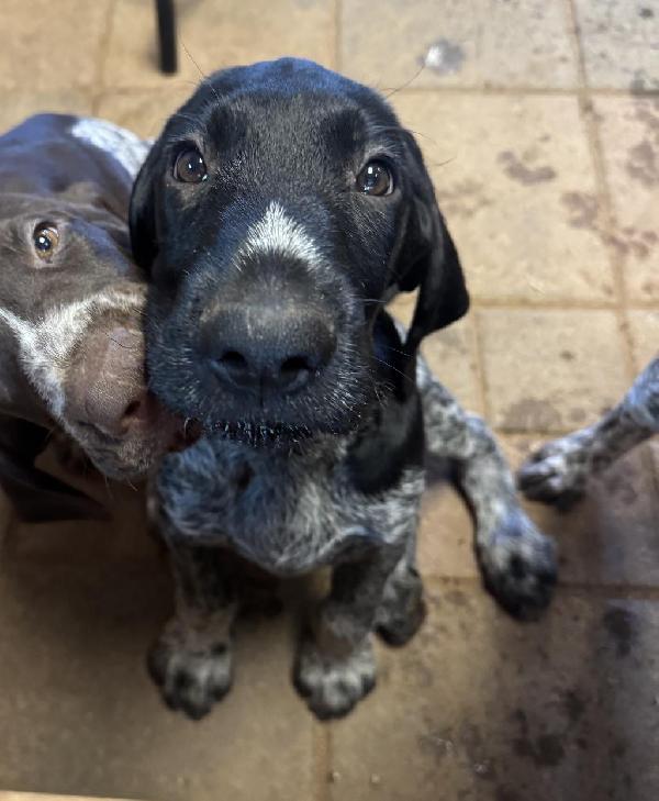 GERMAN SHORT/WIREHAIRED POINTERS FOR SALE!!
