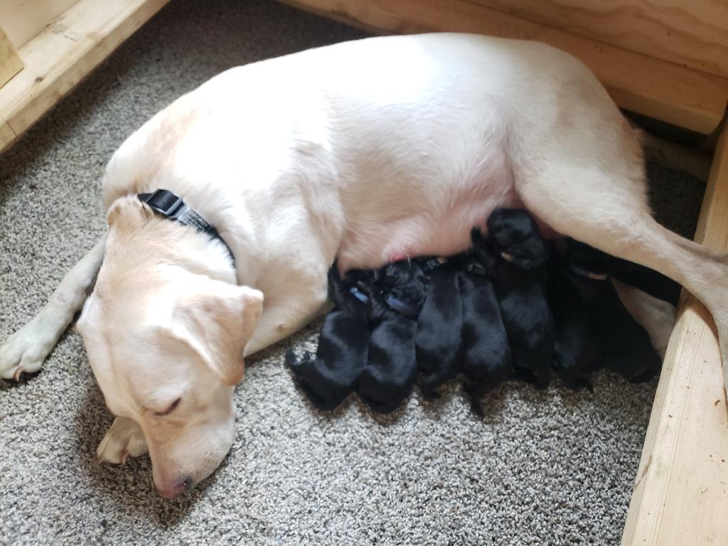 MALE LABRADOR PUPPIES