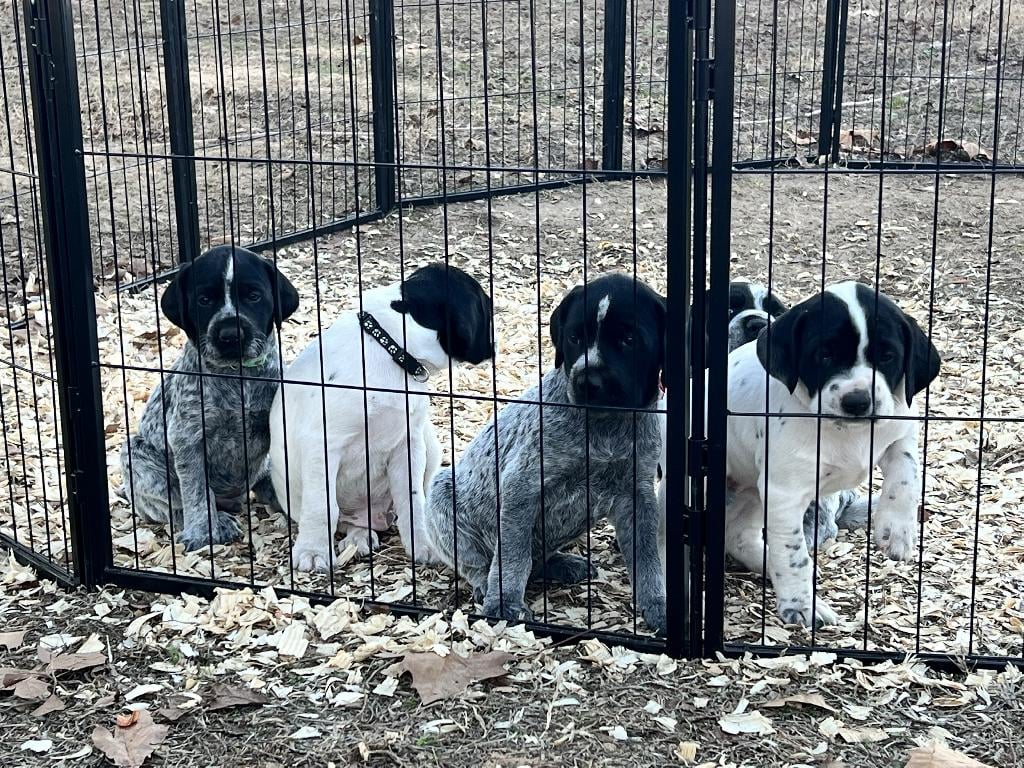 GERMAN WIREHAIR PUPPIES