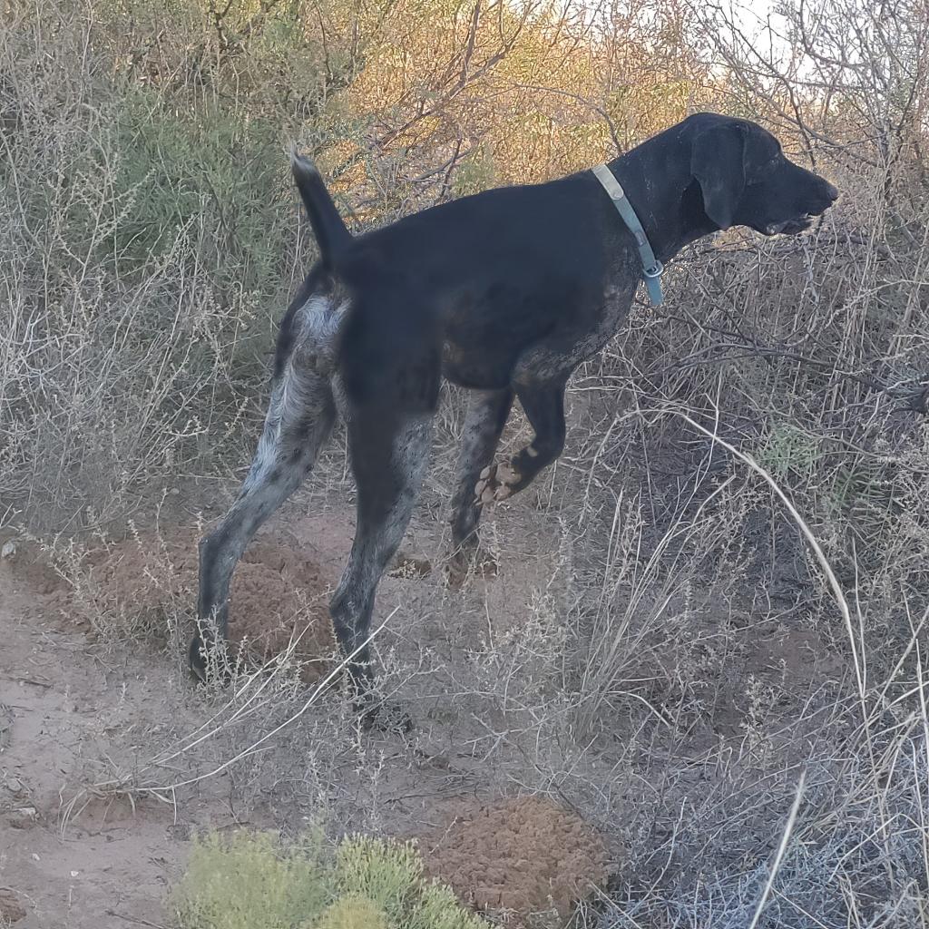 NAVHDA GERMAN SHORTHAIR PUPS