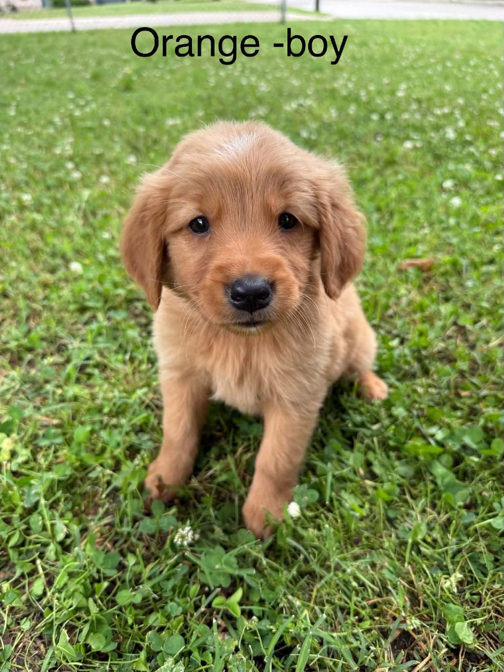 GOLDEN RETREIVER PUPPIES