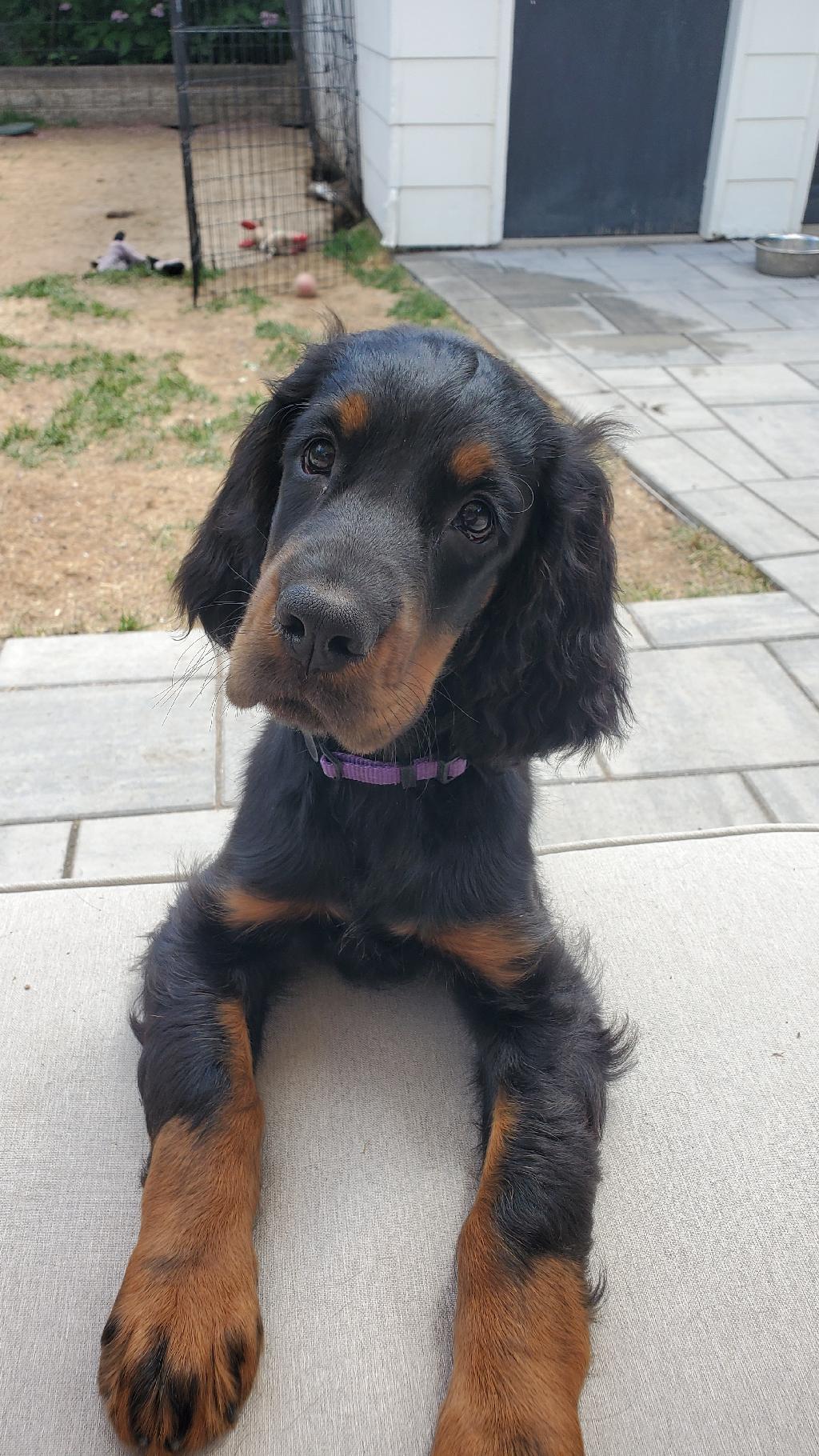GORDON SETTER PUPPIES