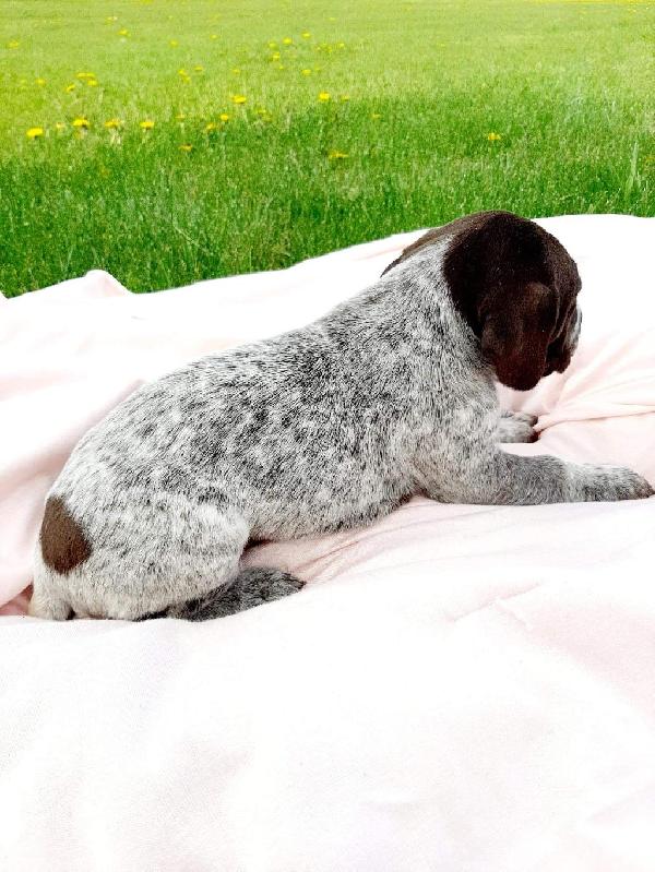 GERMAN SHORTHAIR PUPPIES