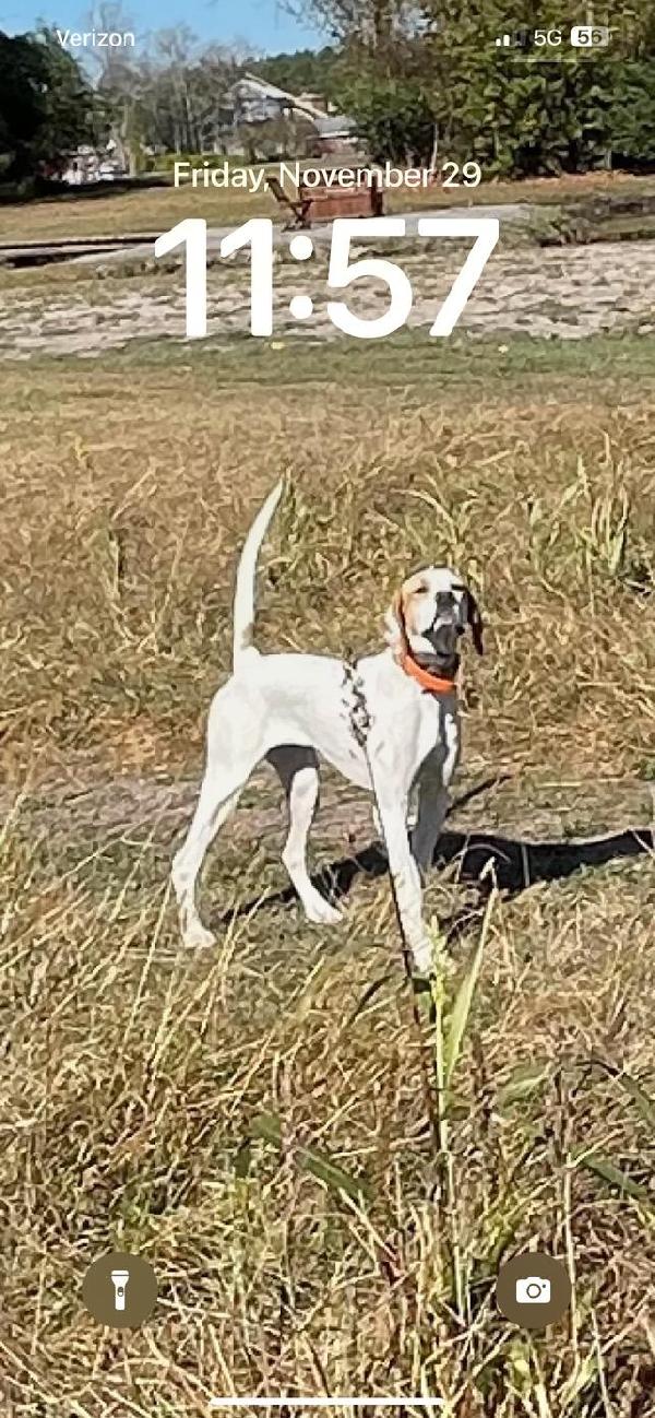 English Pointer for sale