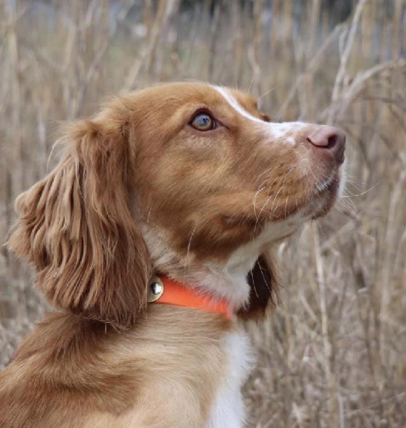 ENGLISH COCKER PUPS - LIVER ROANS!!