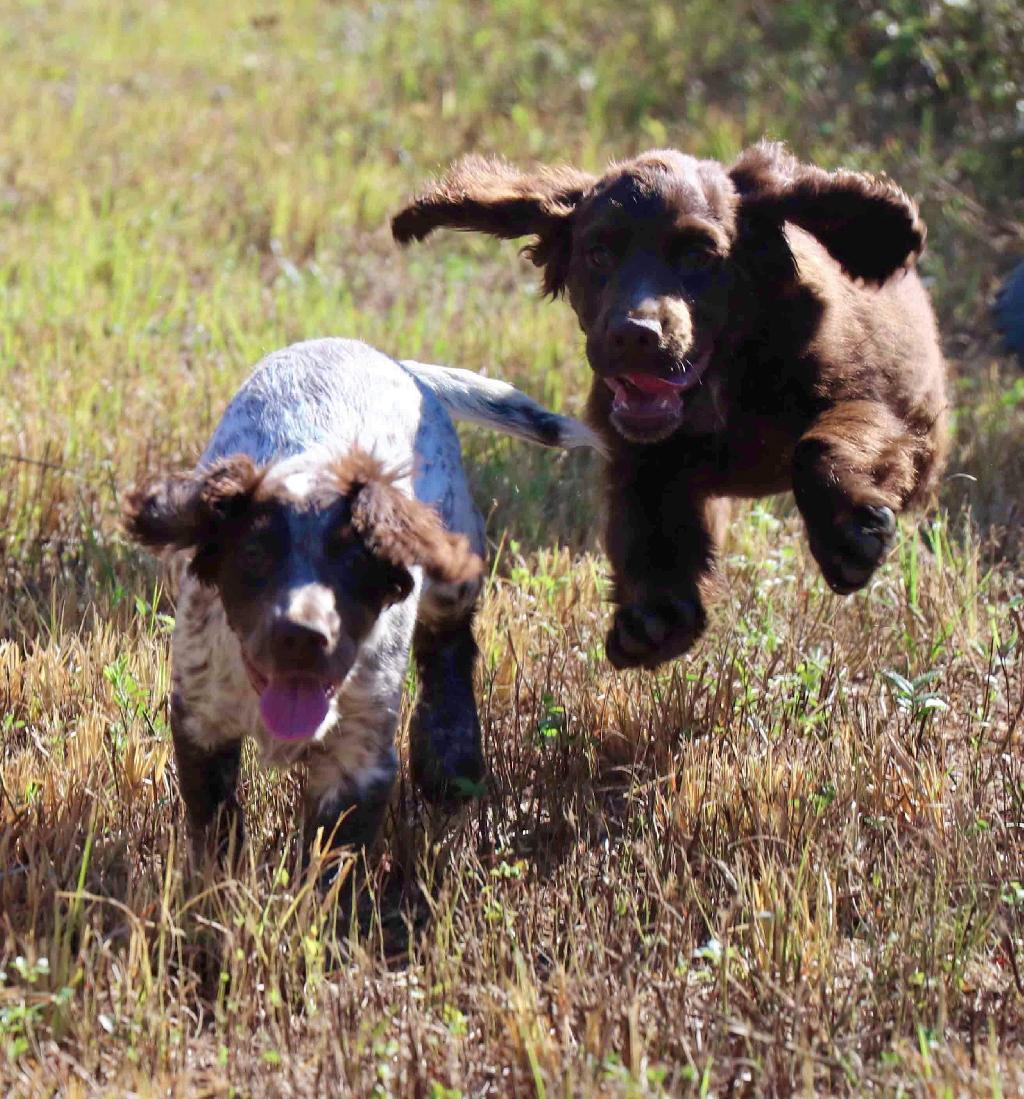 ENGLISH COCKER - WORKING FIELD BRED