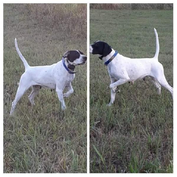 TURNKEY BRAG DOG!