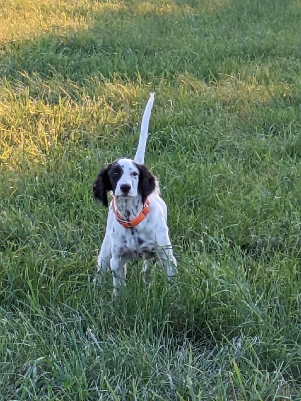 ENGLISH SETTER FEMALE