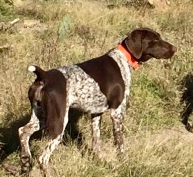 LIVER ROAN AKC GERMAN SHORTHAIRED POINTER