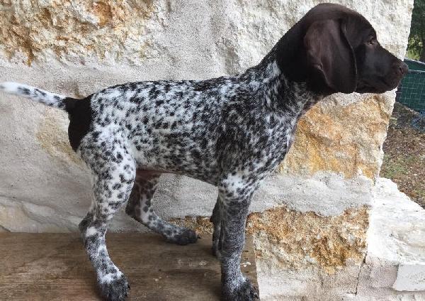 German Shorthaired Pointer - Puppies for Sale