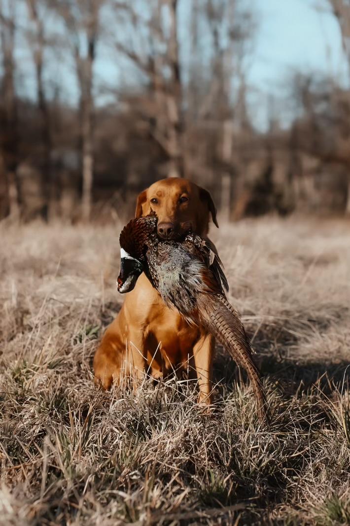 DEEP DARK FOX RED LABRADOR’S
