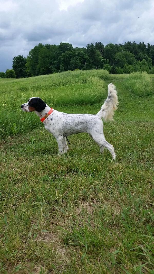 English Setter
