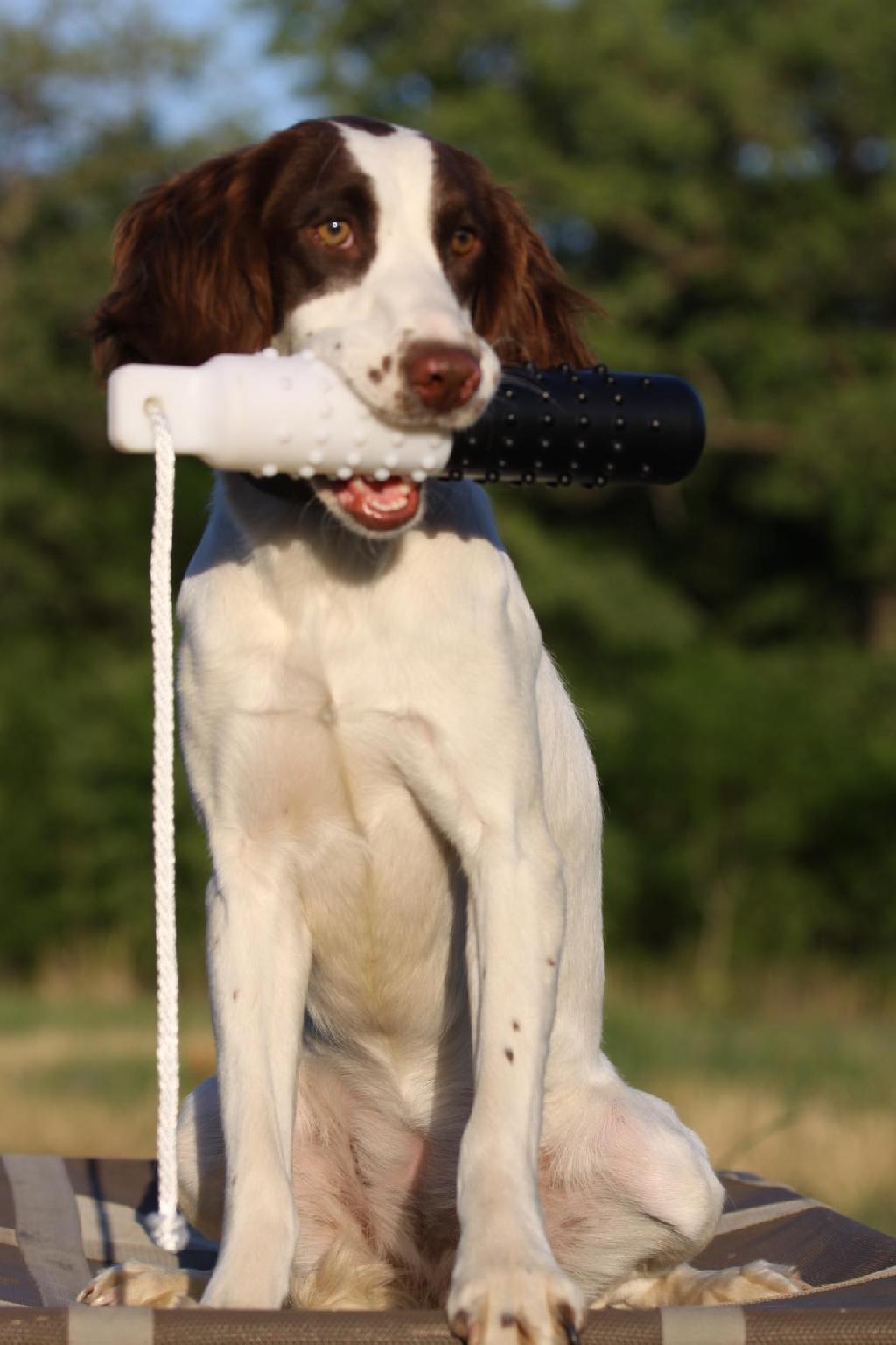 (TX) STARTED LIVER AND WHITE SPRINGER FEMALE
