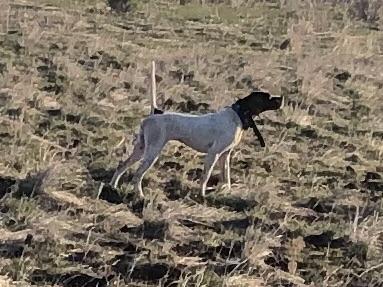 TWO YEAR OLD ENGLISH POINTER FEMALE