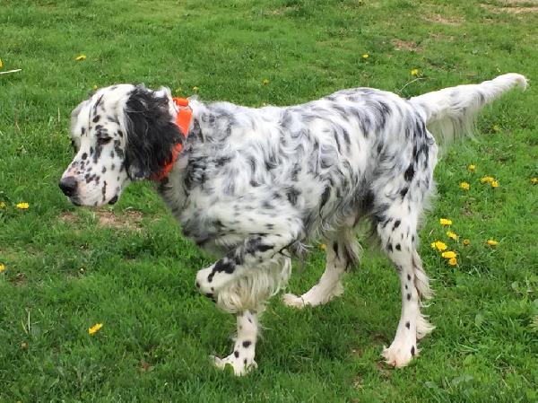 English Setter