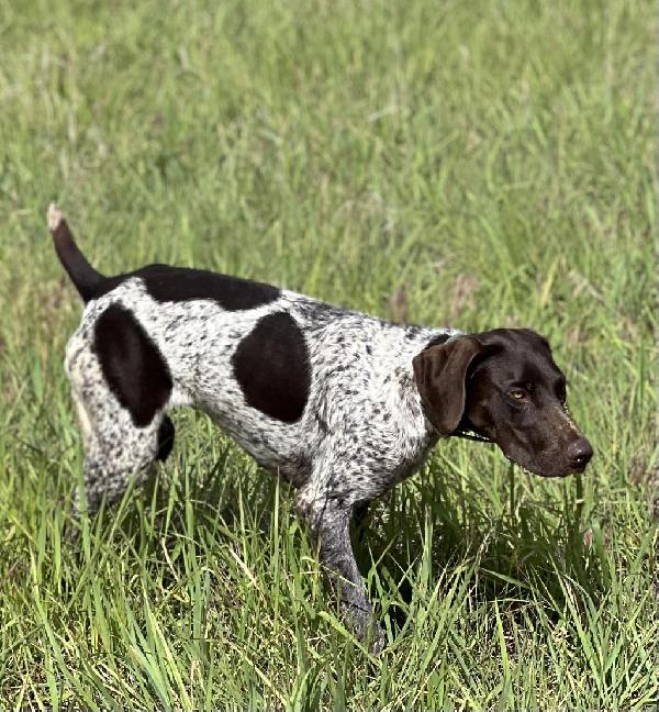 German Shorthaired Pointer