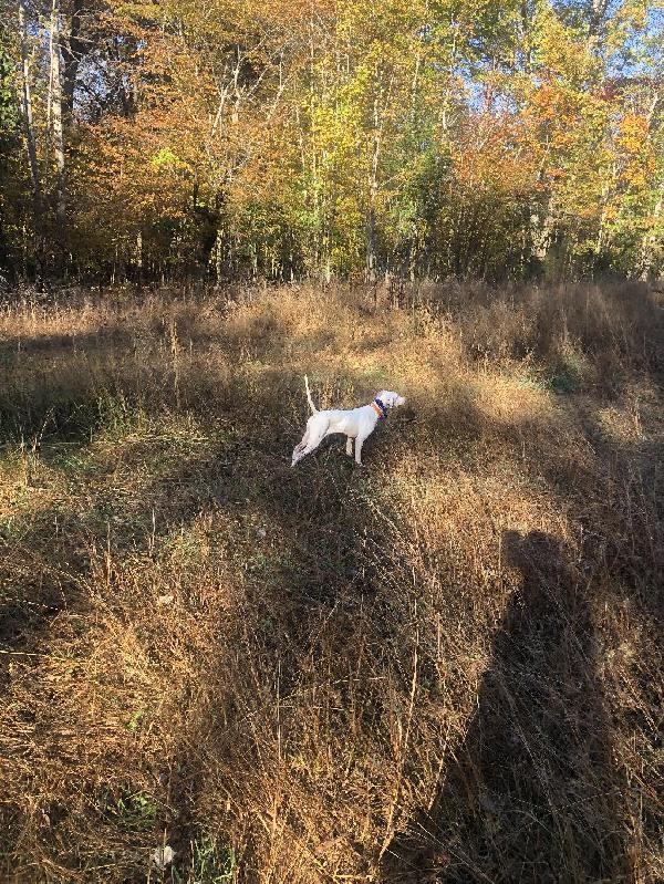 FEMALE ENGLISH POINTER