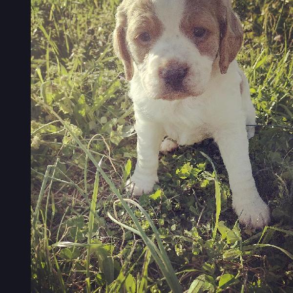 EPAGNEUL BRETON PUPPY
