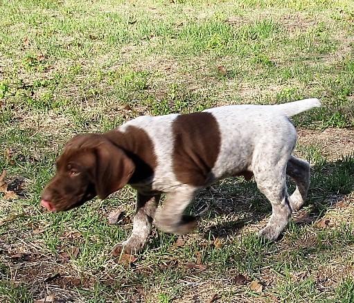 GERMAN SHORTHAIRED PUPPIES