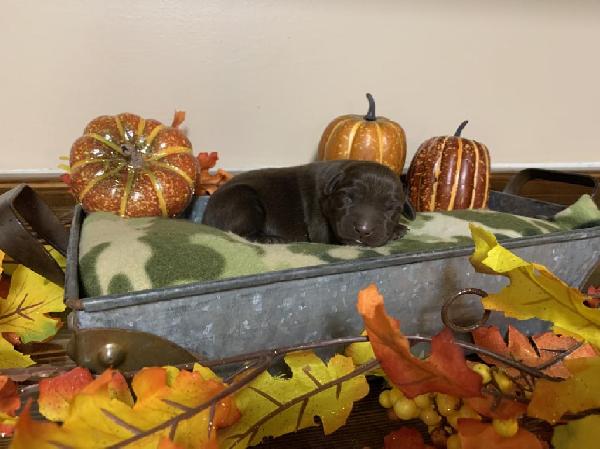 Labrador Retriever - Puppies for Sale