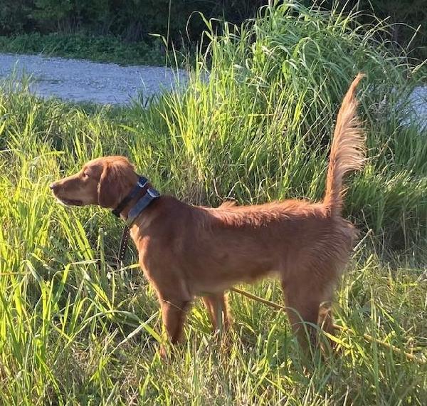 STARTED RED SETTER FEMALE