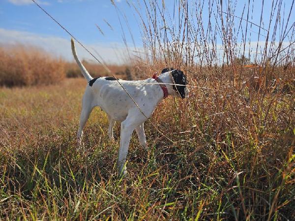 BLACK AND WHITE FEMALE ENGLISH POINTER - BELL