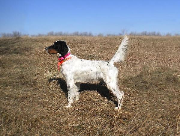 English Setter