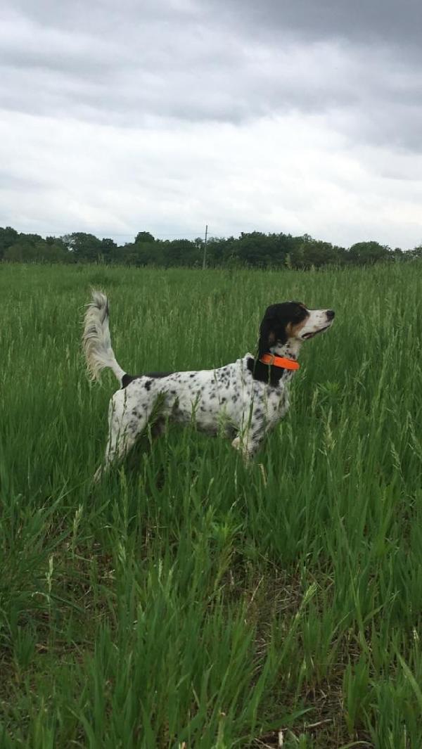 English Setter