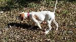 English Pointer