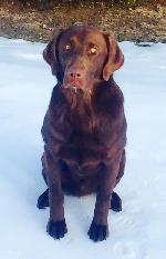 American Labrador Retriever