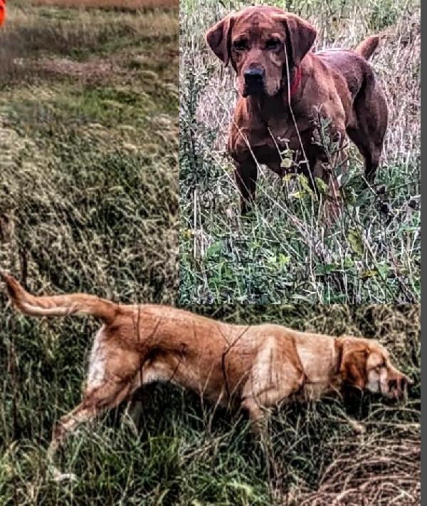 TOP OF THE LINE POINTING LAB FOX RED PUPS