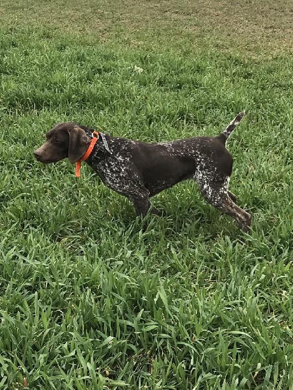 AKC PUPS GSP