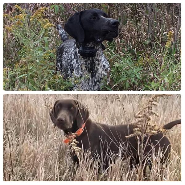 German Shorthaired Pointer