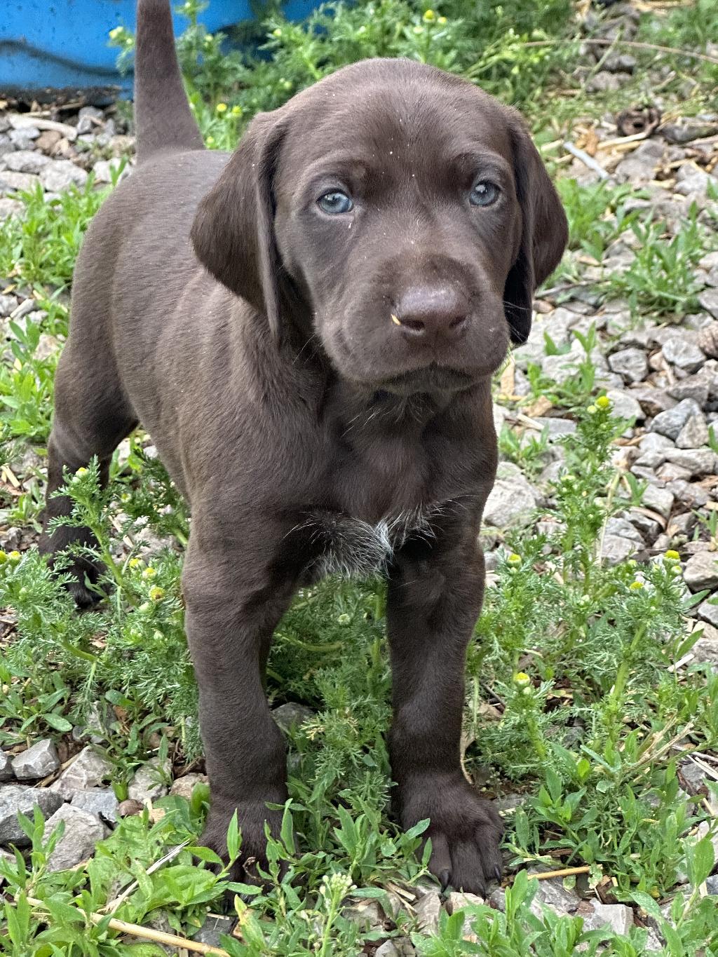 AKC/NAVHDA GERMAN SHORTHAIR PUPPIES