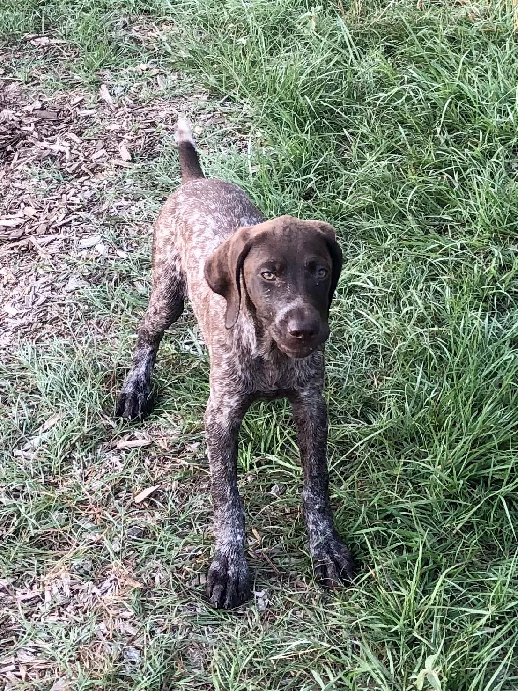 FEMALE LIVER AND ROAN GSP